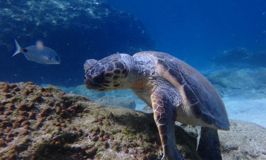 GO SCUBA DIVING Athens Greece | Dive Tours PADI Courses