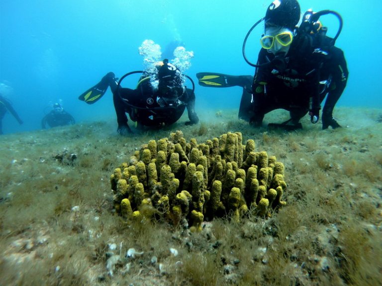 GO SCUBA DIVING Athens Greece | Dive Tours PADI Courses